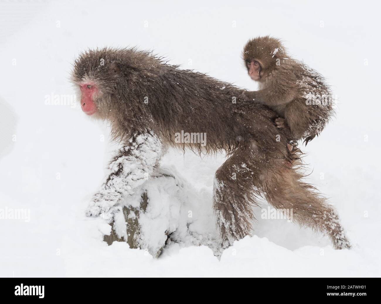 Snow monkey or Japanese macaque (Macaca fuscata) female with baby ...