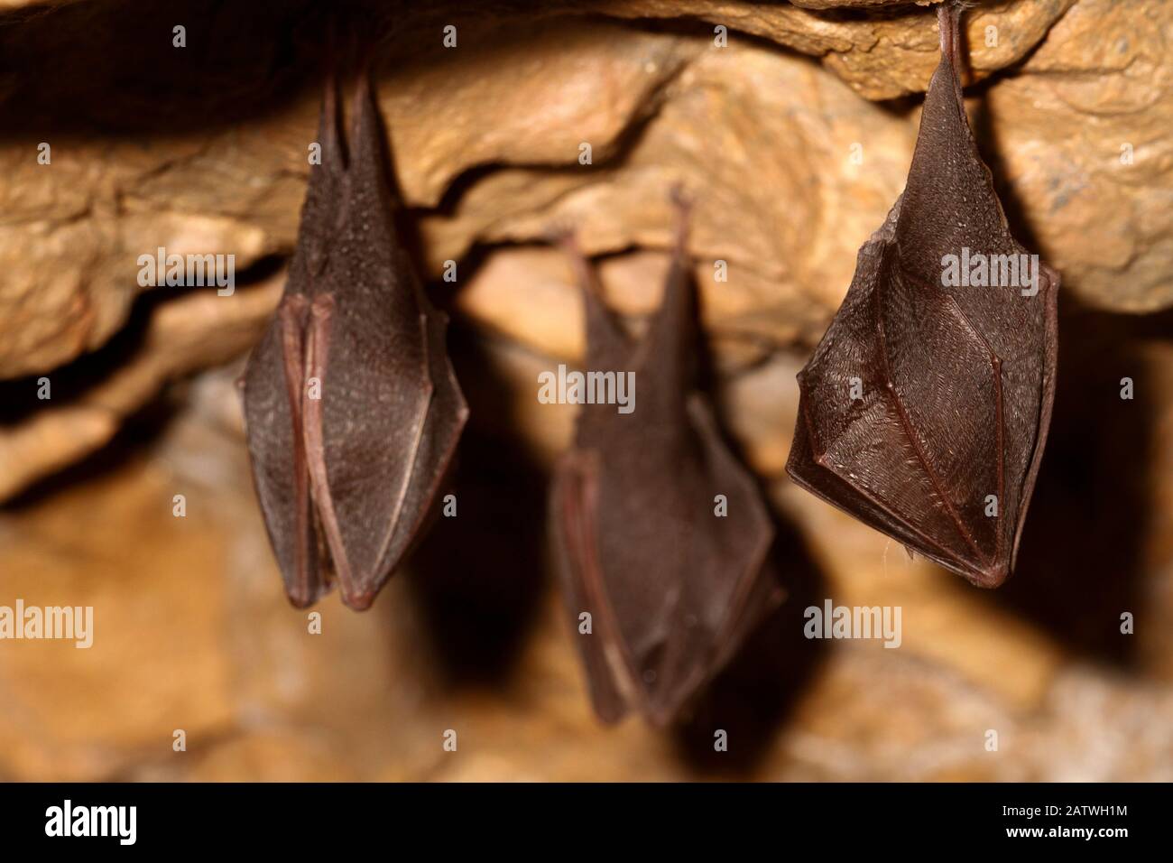 Lesser horseshoe bats (Rhinolophus hipposideros) in magnesium mine ...