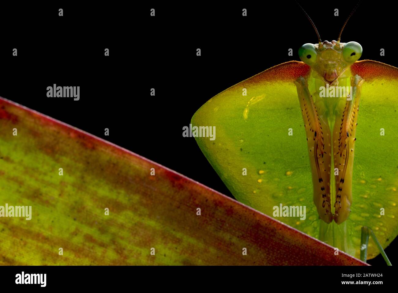 Tropical shield mantis (Choeradodis sp.) Sumaco National Park, Napo ...