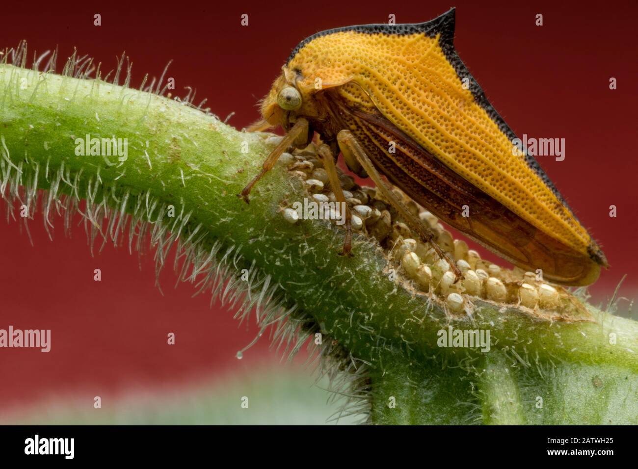 Treehopper ecuador hi-res stock photography and images - Alamy