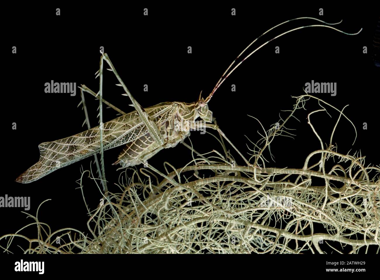 Lichen Katydid (Markia hystrix) camouflage in lichens. Sumaco National ...