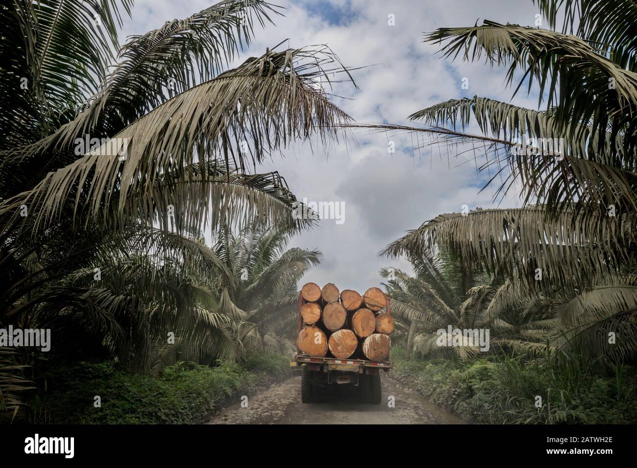 Palm oil crops and deforestation in the Ecuadorian Choco Esmeraldas ...