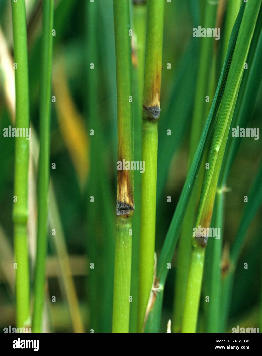 Pyricularia oryzae hi-res stock photography and images - Alamy