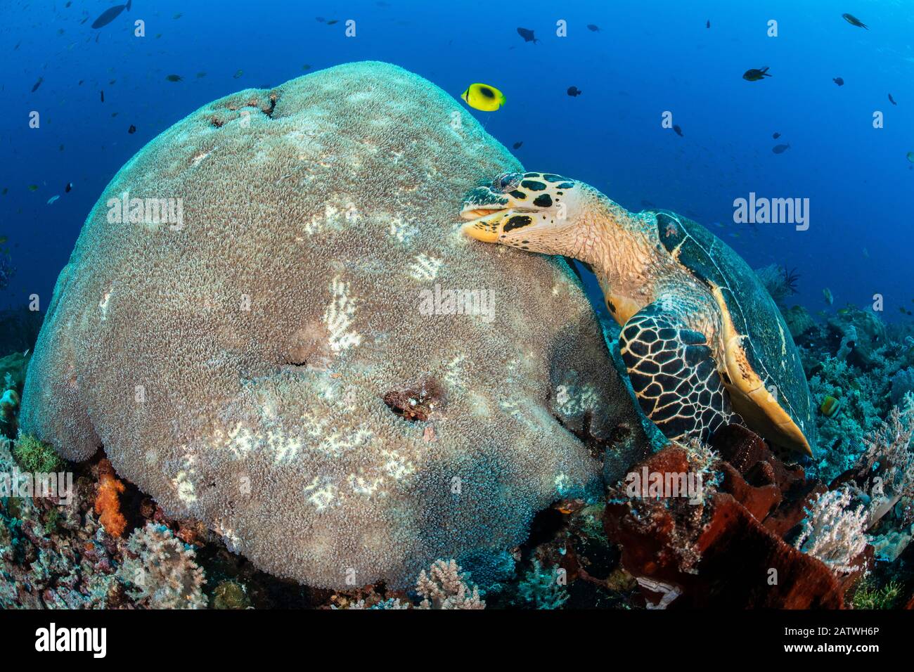 Hawksbill turtle (Eretmochelys imbricata) unusually feeding on hard ...
