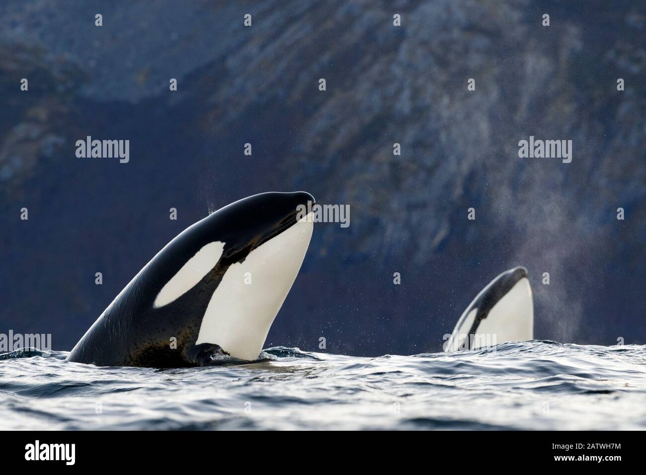 Orcinus gladiator hi-res stock photography and images - Alamy