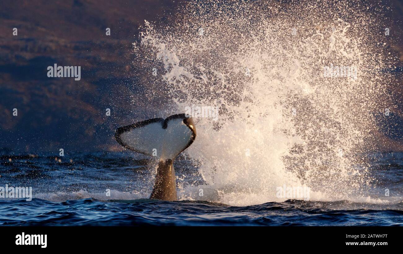 Killer whale tail hi-res stock photography and images - Alamy