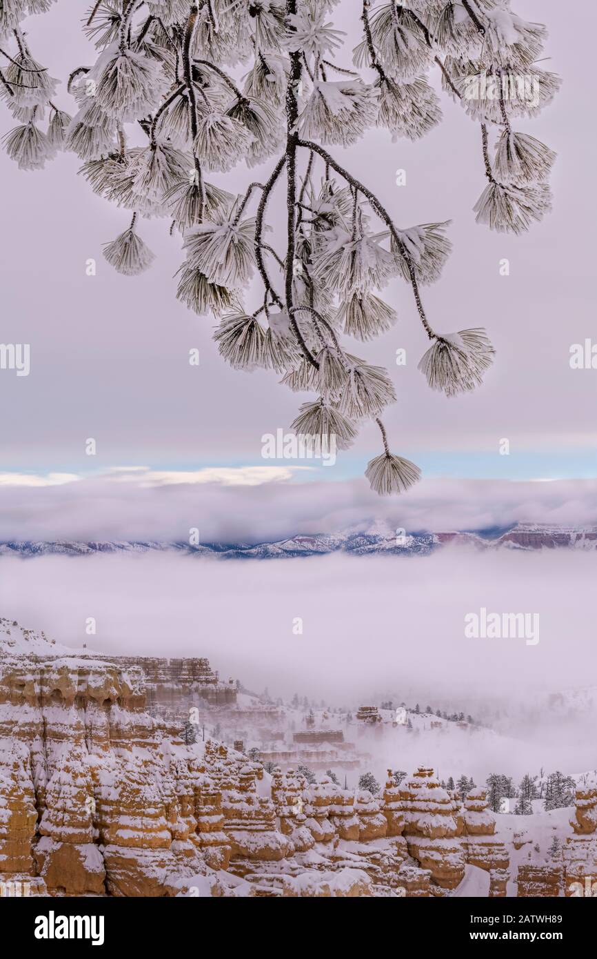 Conifer tree branch covered in snow and frost from winter snow storm ...