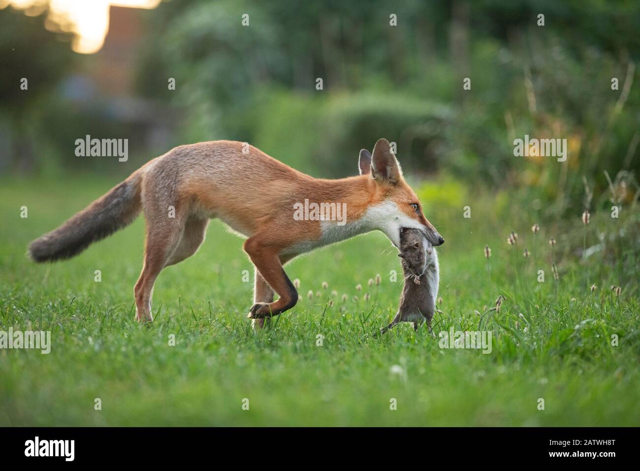 Red fox (Vulpes vulpes) carrying a large dead Brown rat (Rattus ...