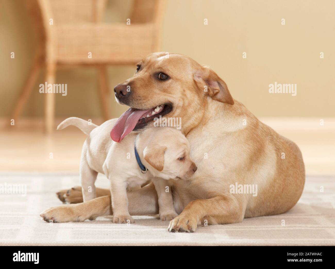 Labrador Retriever. Mother and puppy on a carpet. Germany Stock Photo ...