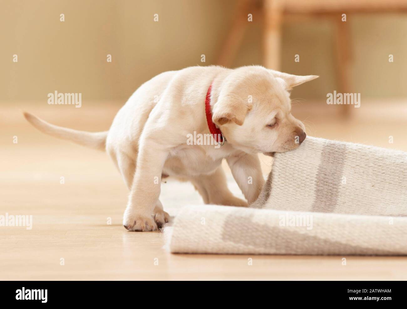 Tugging hi-res stock photography and images - Alamy