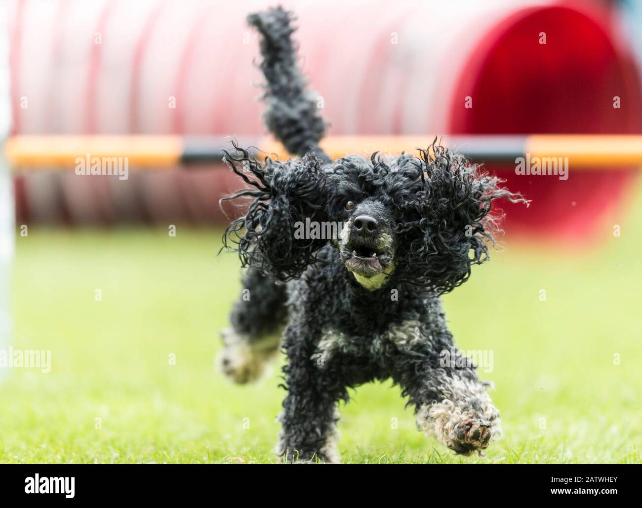 Standard Poodle. Adult races in an agility course. Germany Stock Photo ...