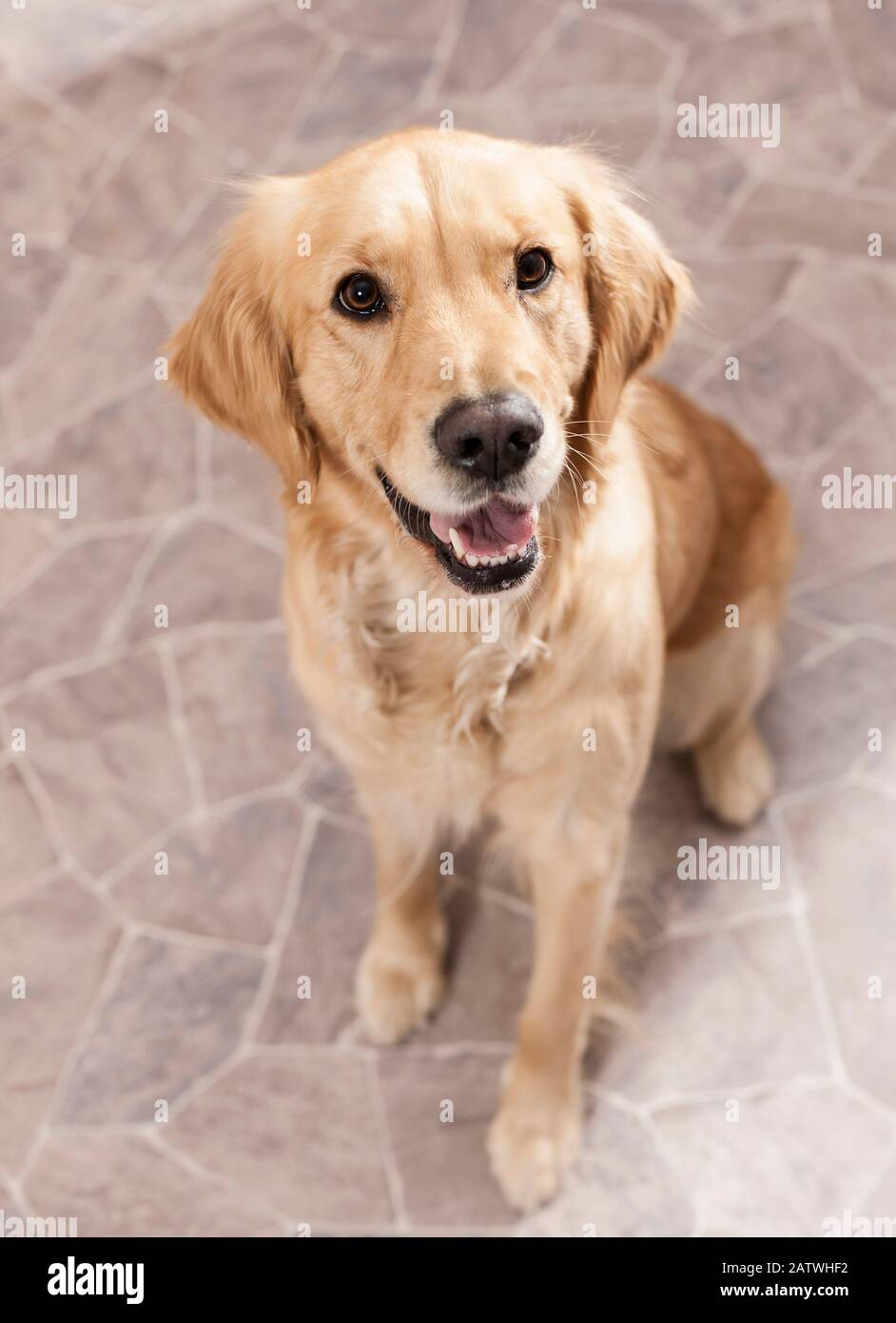 Golden Retriever sitting on tiled floor, looking up. Germany Stock ...