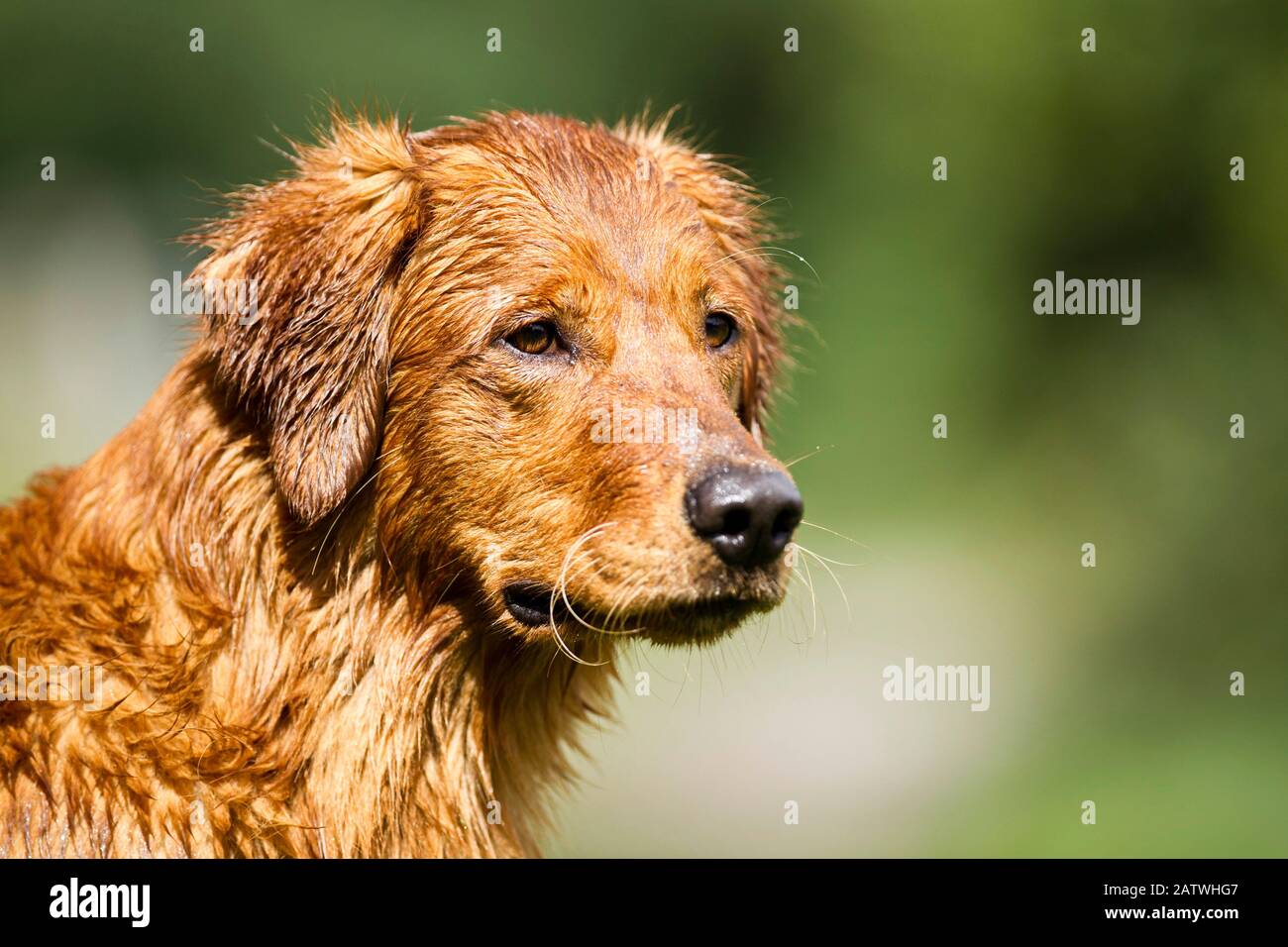 Golden Retriever, Portrait of adult, wet dog. Germany Stock Photo - Alamy