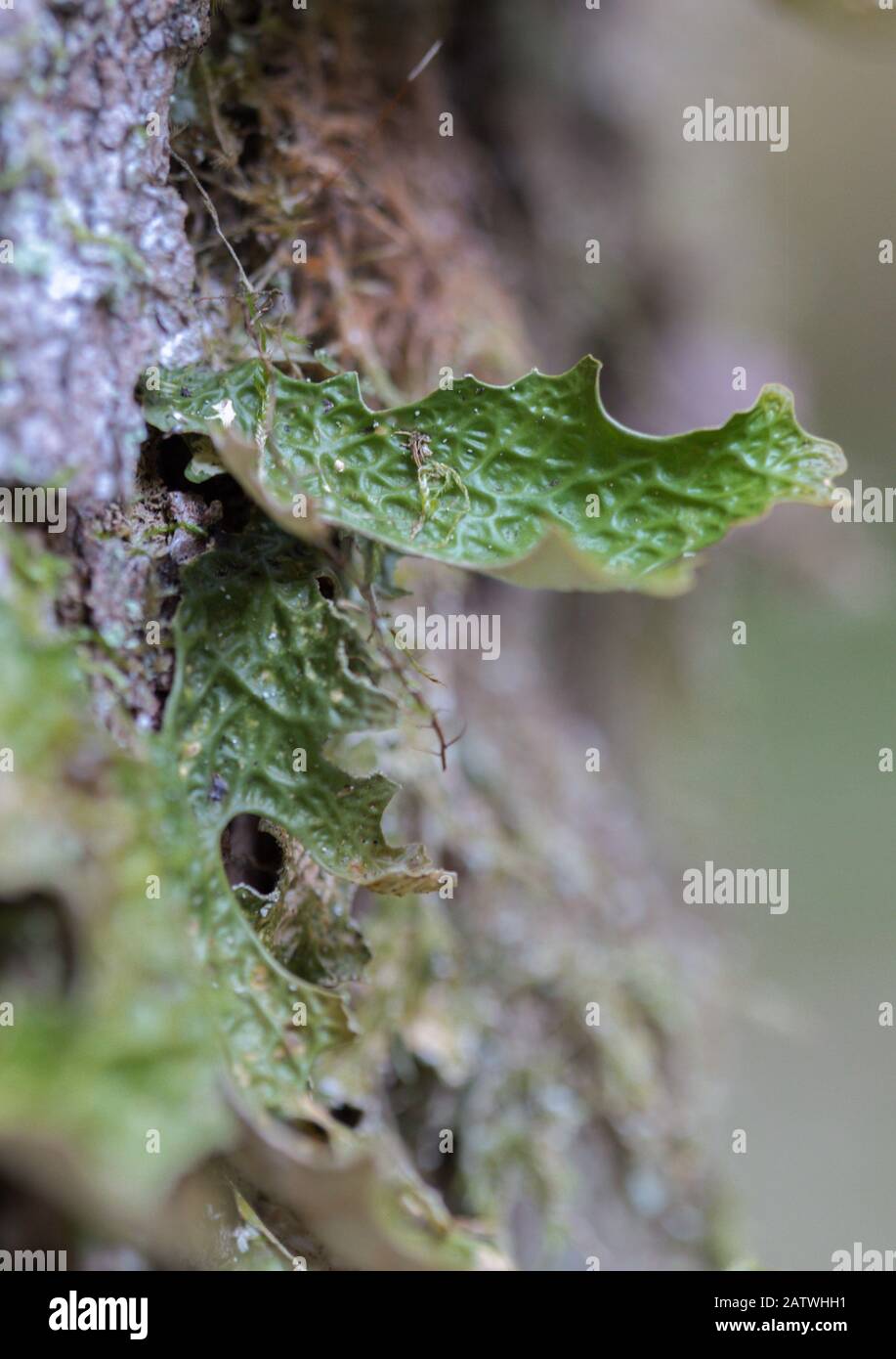Lungwort pulmonaria trees hi-res stock photography and images - Alamy