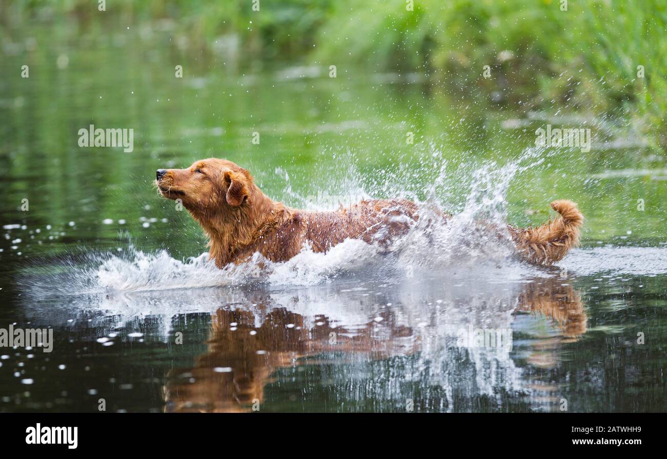 Golden Retriever. Adult dog jumping into water. Germany Stock Photo - Alamy
