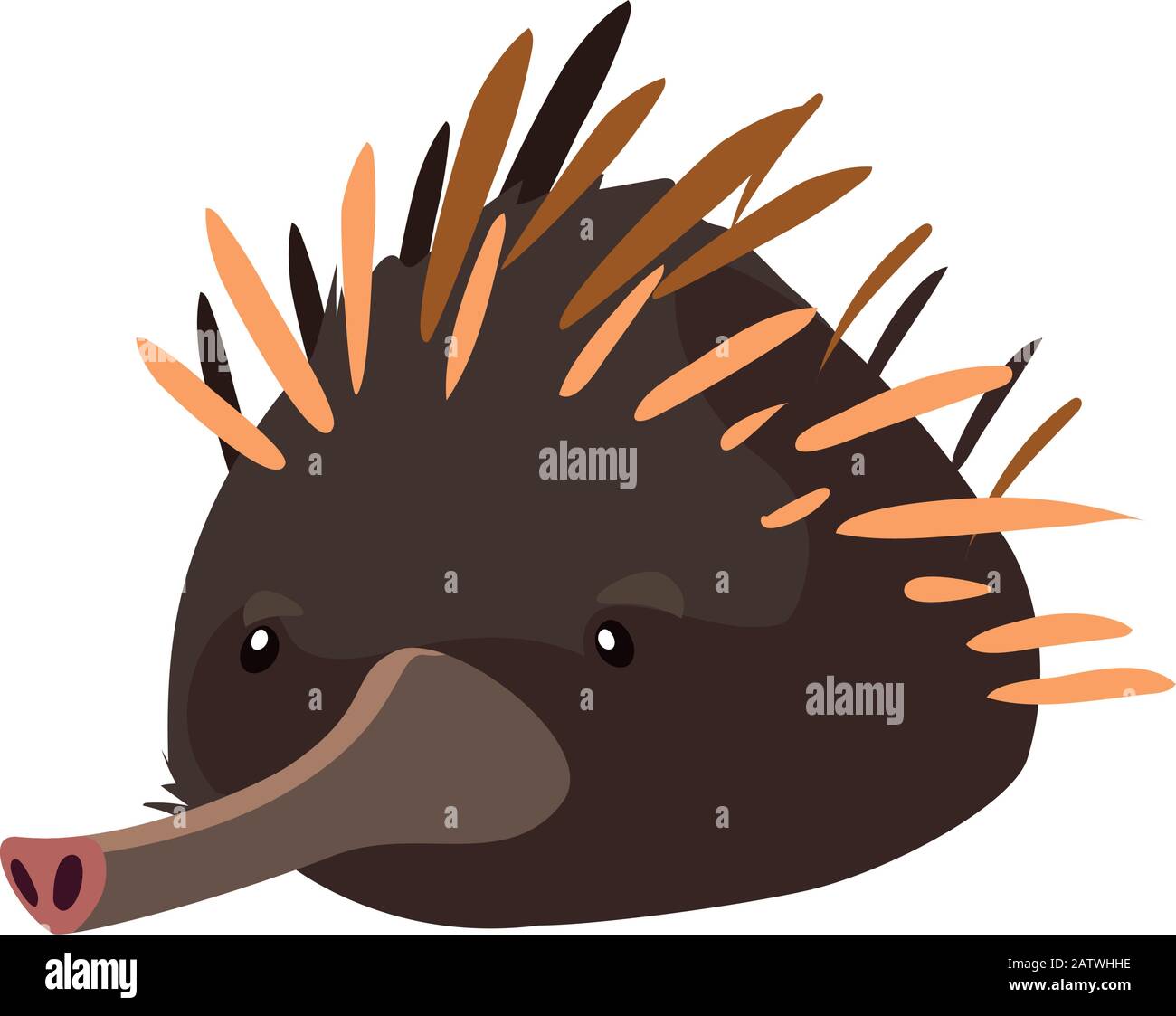 head of echidna on white background vector illustration design Stock ...