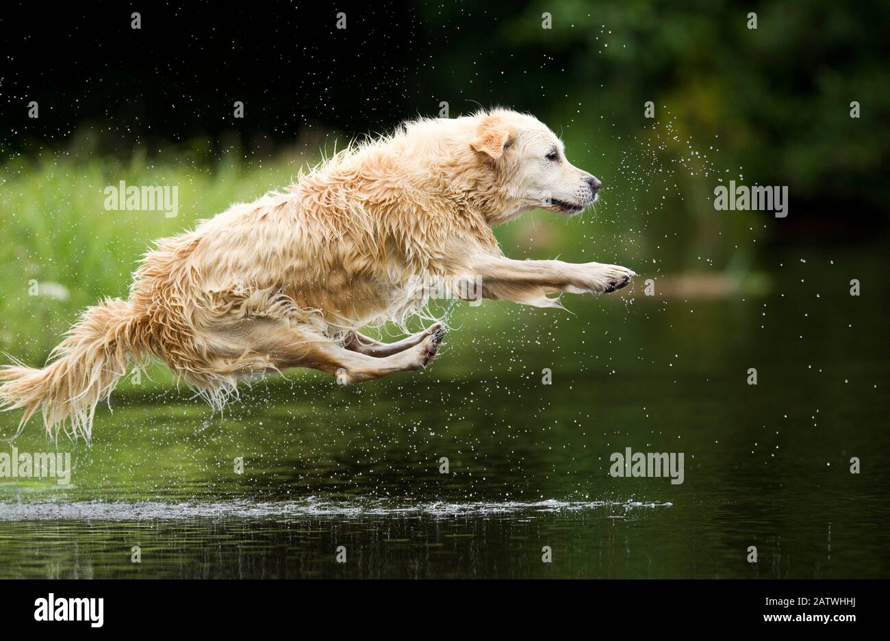 How Do You Teach A Dog To Jump Into Water