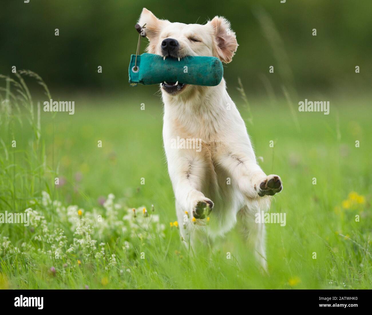 Golden Retriever. Adult dog on a meadow, catching a dummy. Germany ...