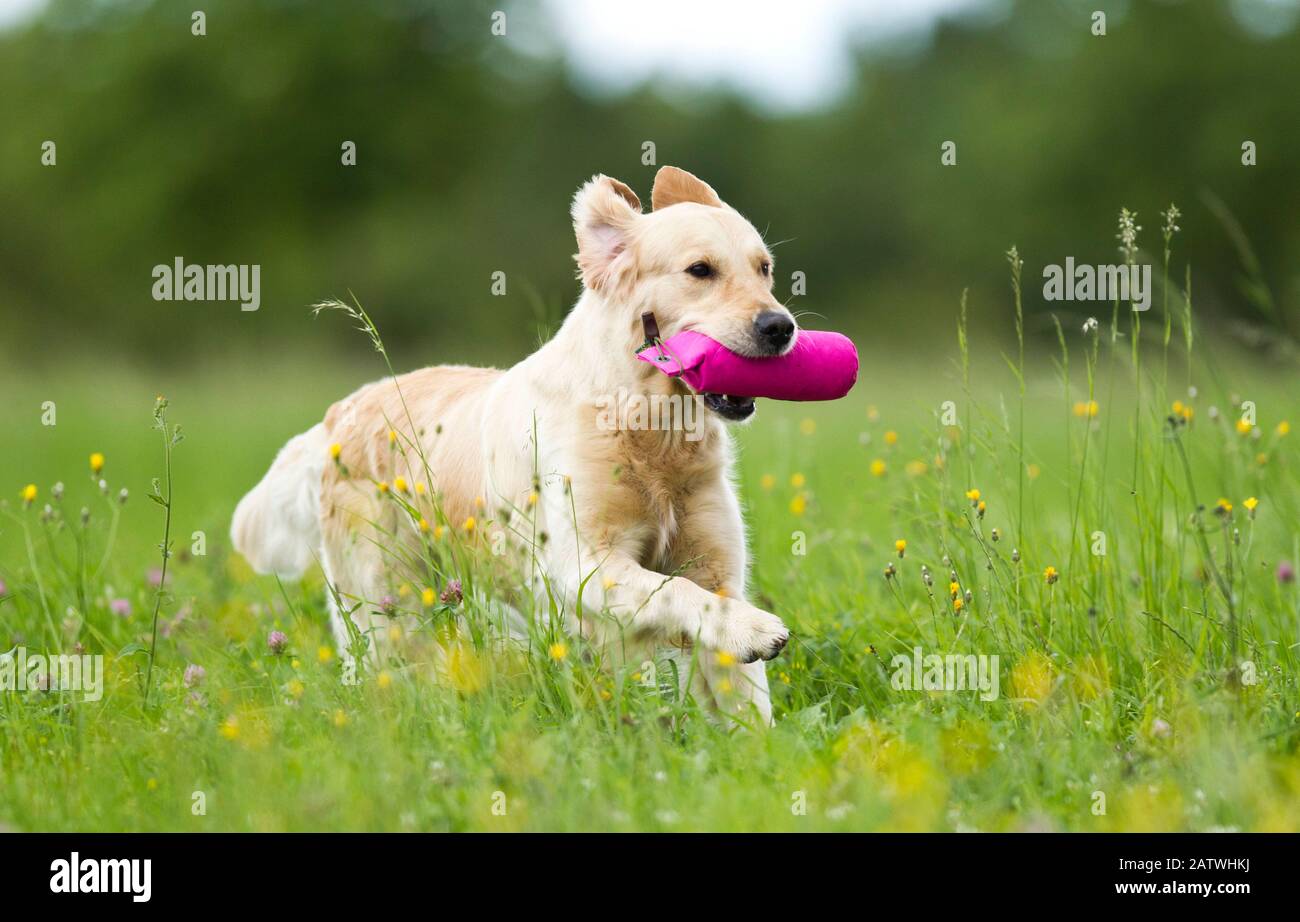 Golden Retriever. Adult dog running on a meadow, fetching a dummy ...