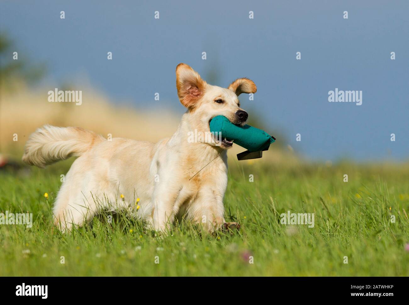 Dog running with dummy hi-res stock photography and images - Alamy