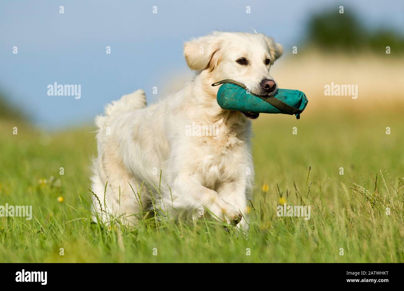 Dog running with dummy hi-res stock photography and images - Alamy