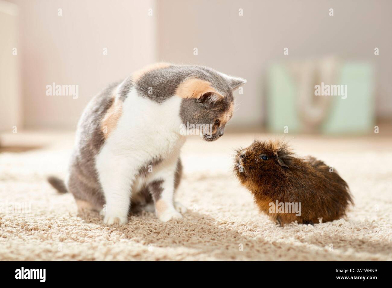 Guinea pig and cat hi-res stock photography and images - Alamy