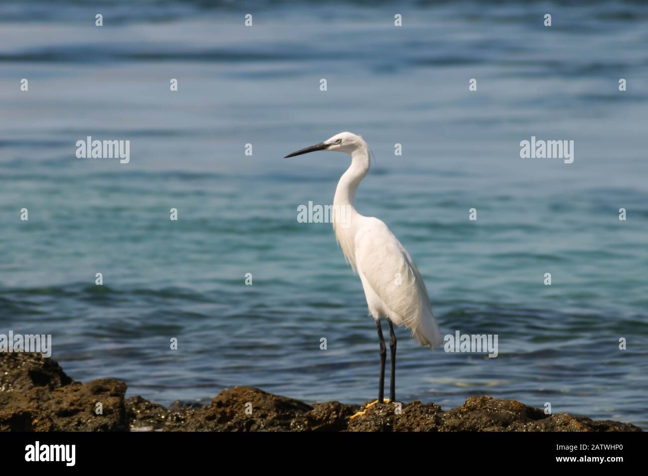 Birdwatching in nature hi-res stock photography and images - Alamy