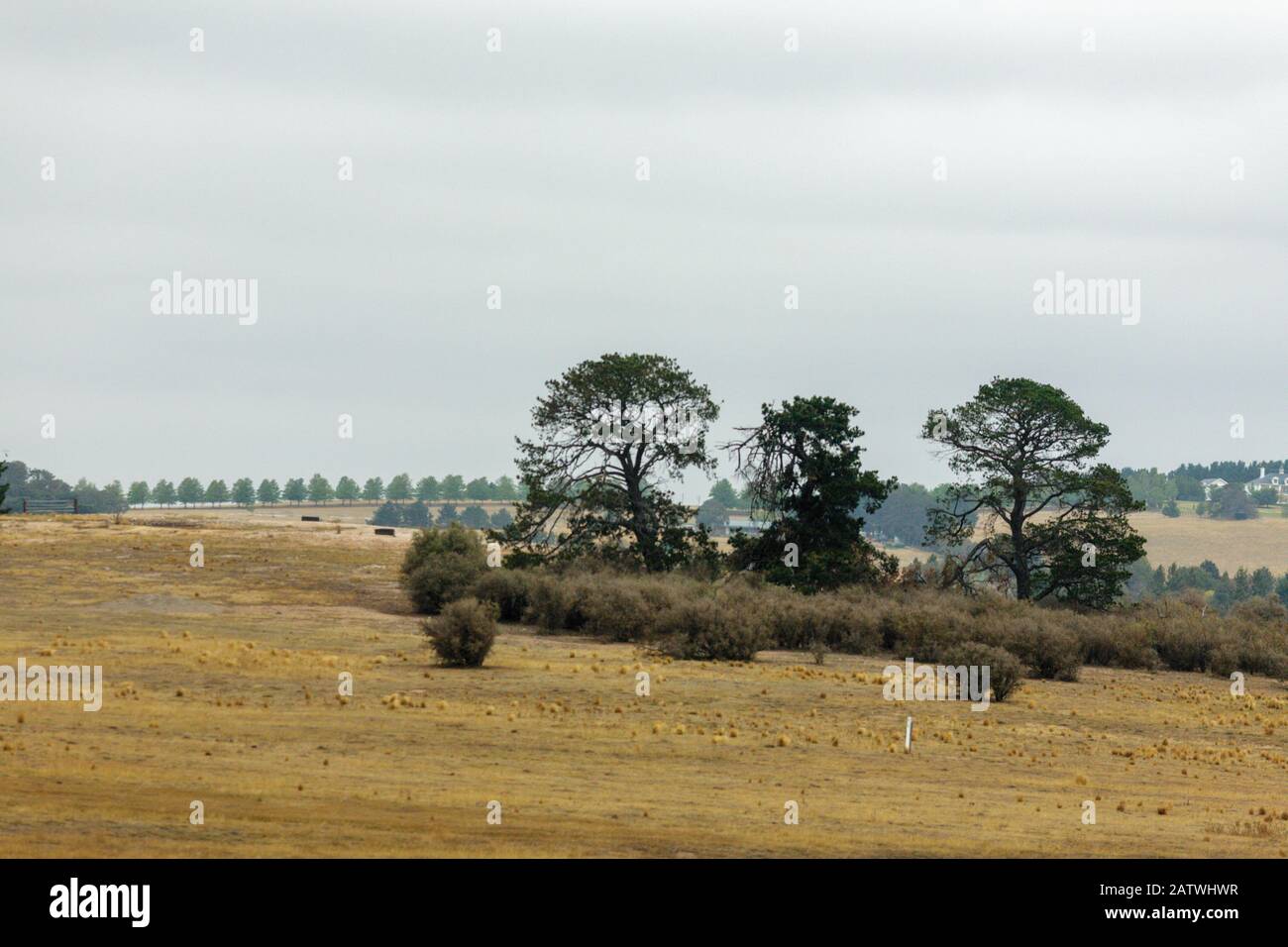 dead tree in the australian outback caused by drought and climate ...