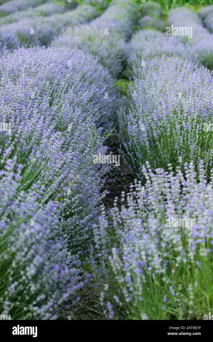 Rows of violet lavender flowers in Provence, France Stock Photo - Alamy