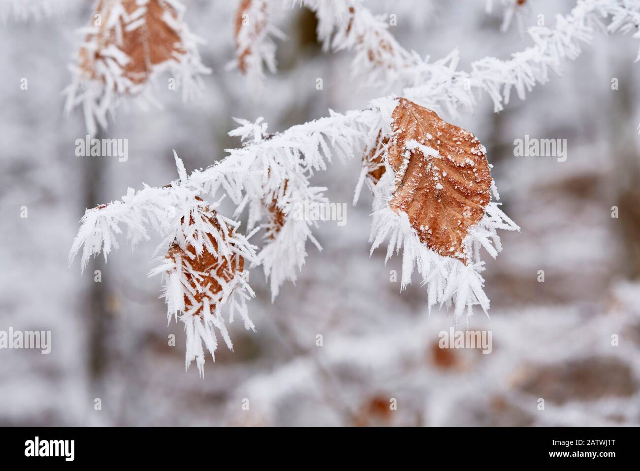 Common Beech (Fagus sylvatica). Leaves covered in hoar frost. Germany ...