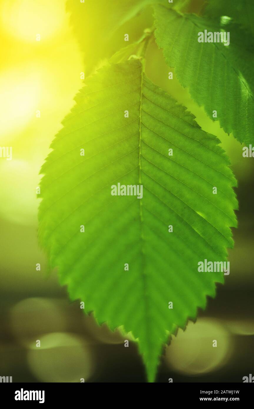 Sunny leaves of hazel. Translucent yellow-green leaves of hazel against ...