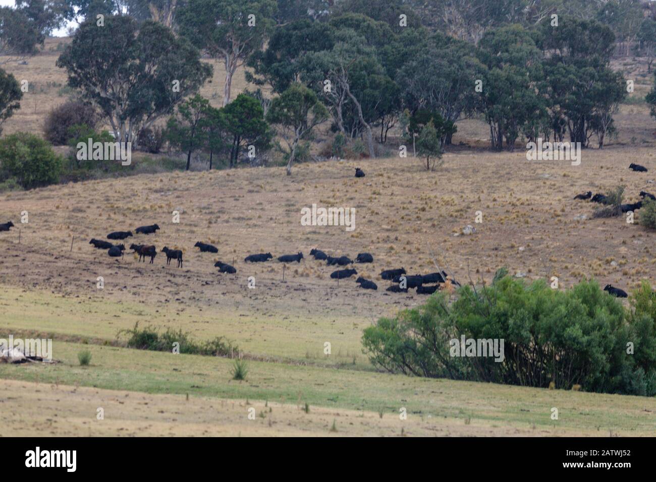 Australia outback cows hi-res stock photography and images - Alamy