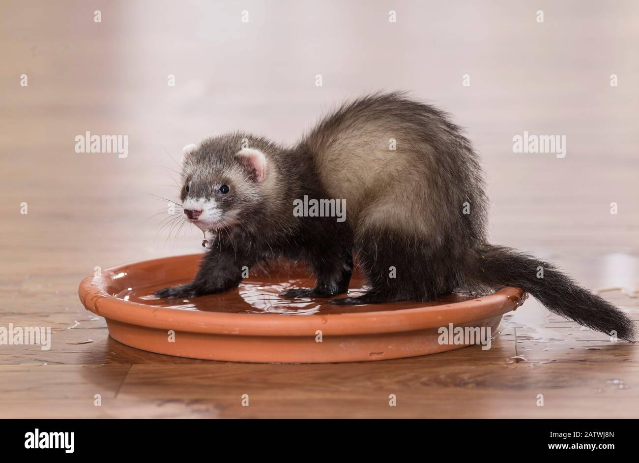 Ferrets Playing In Water
