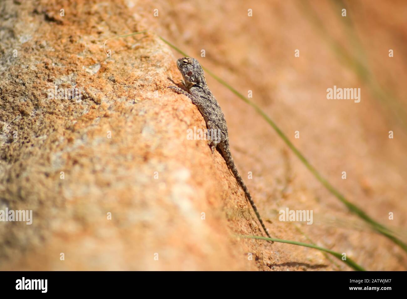 Rock gecko south africa hi-res stock photography and images - Alamy