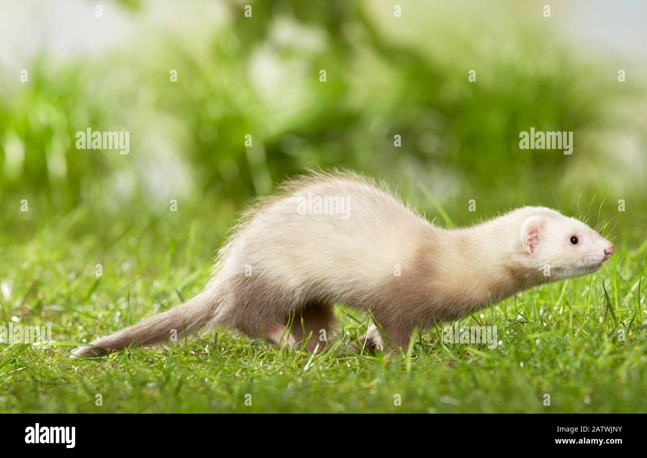 Running Ferret High Resolution Stock Photography and Images - Alamy
