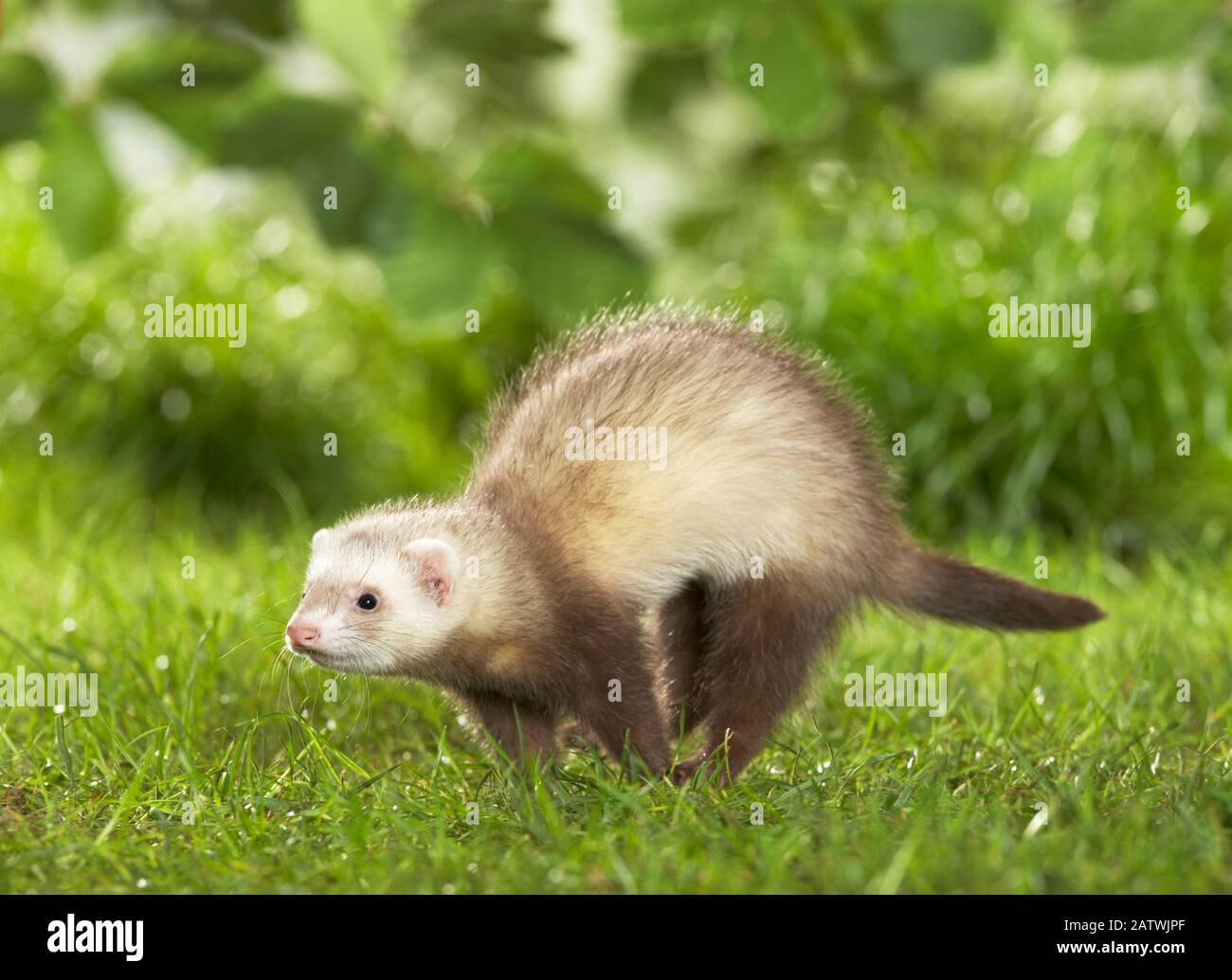 Running ferret hi-res stock photography and images - Alamy