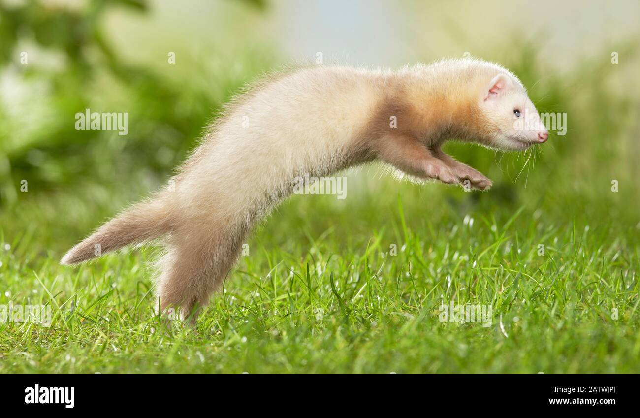 Ferret Jumping