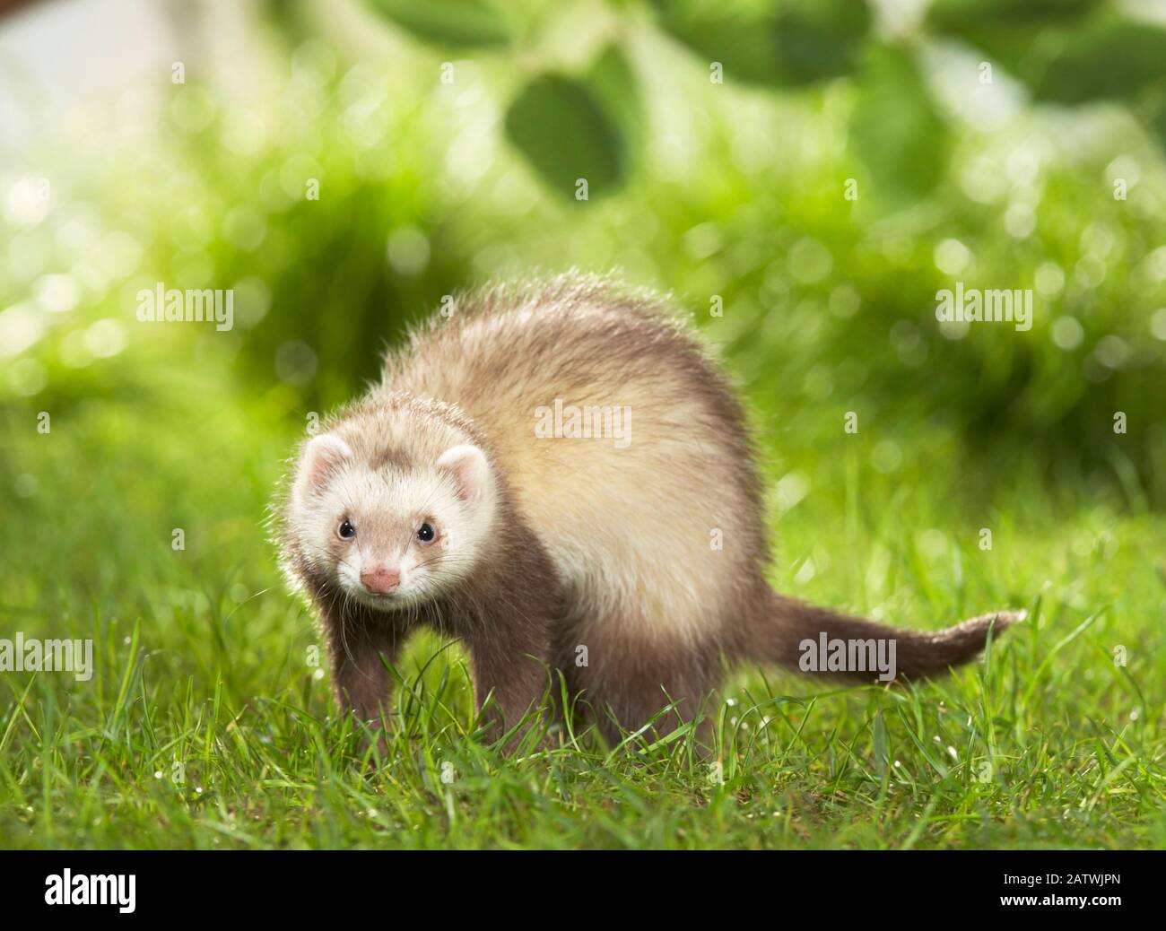 Ferret (Mustela putorius furo). Juvenile standing in a meadow. Germany ...