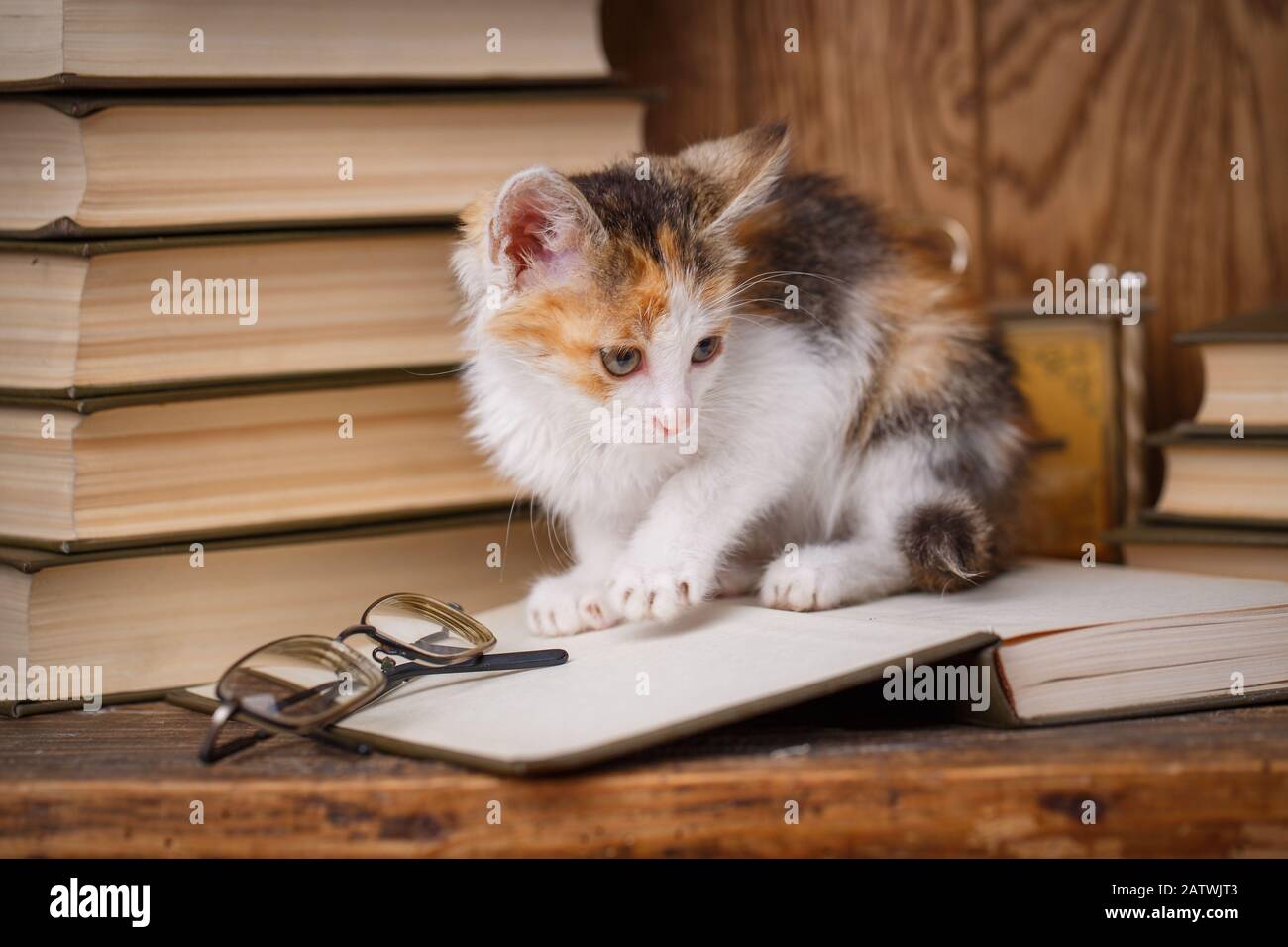 The cat stands on the book and looks to the right side Stock Photo - Alamy