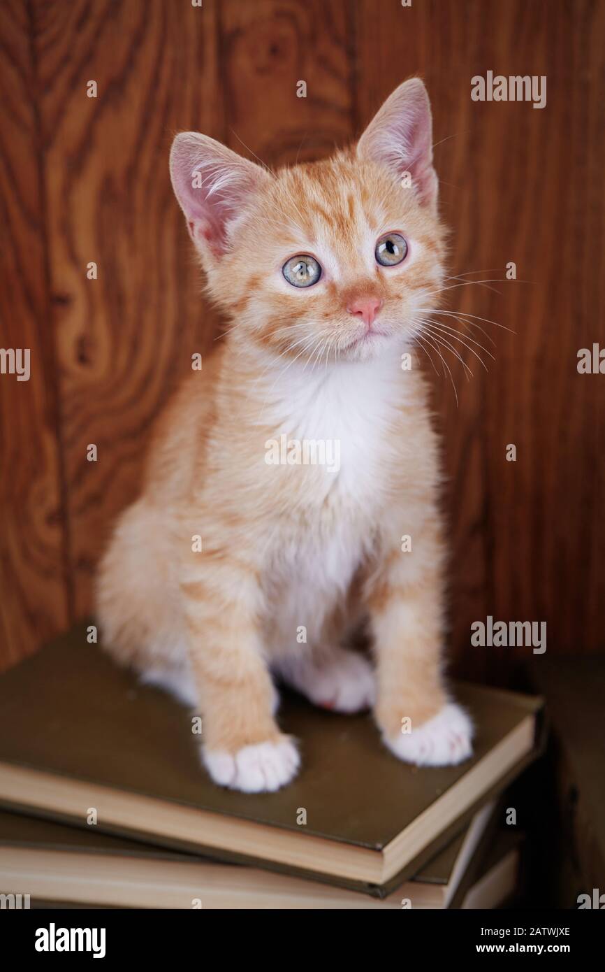 Portrait pretty little school hi-res stock photography and images - Alamy