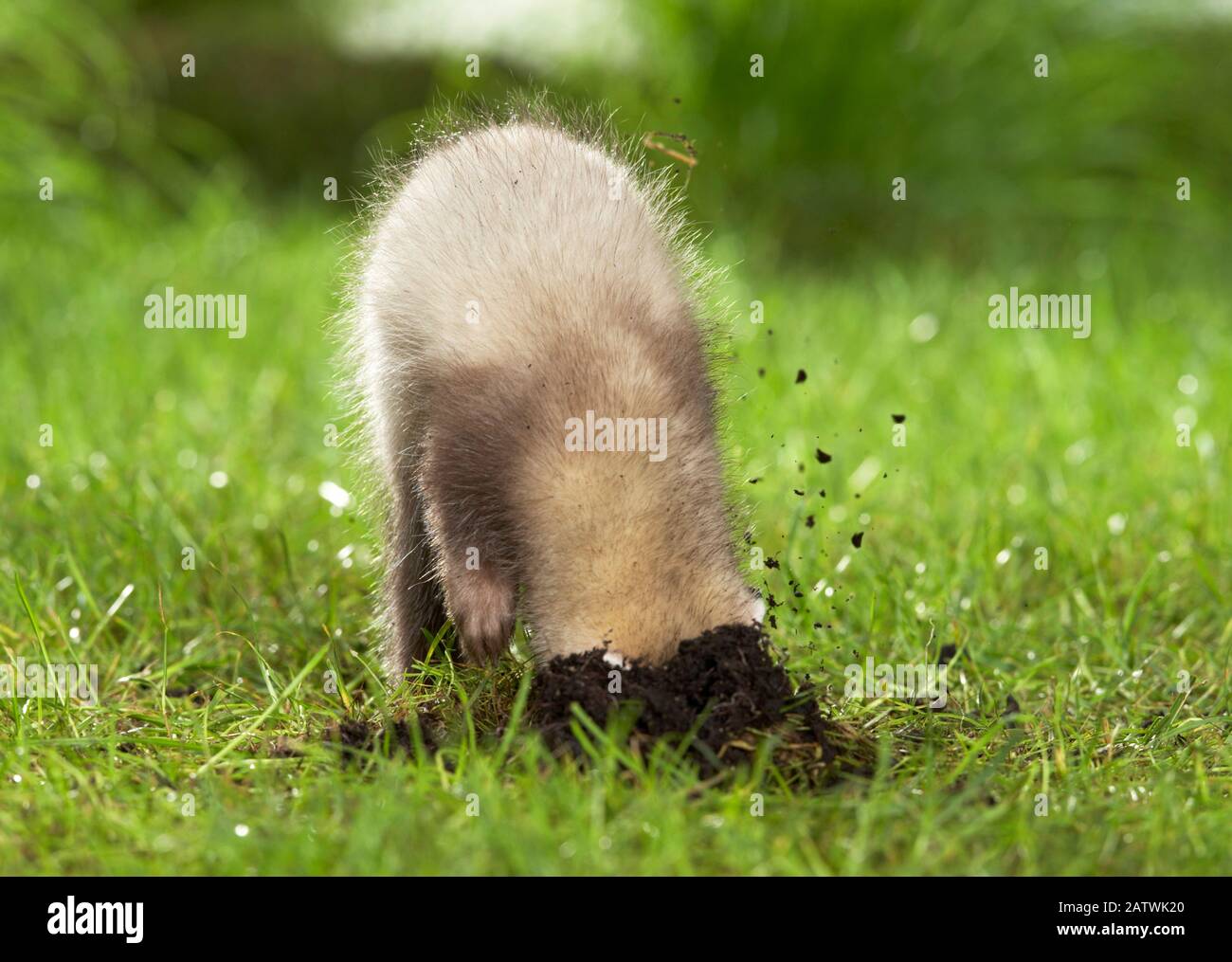 Ferret (Mustela putorius furo). Juvenile digging in a meadow. Germany ...