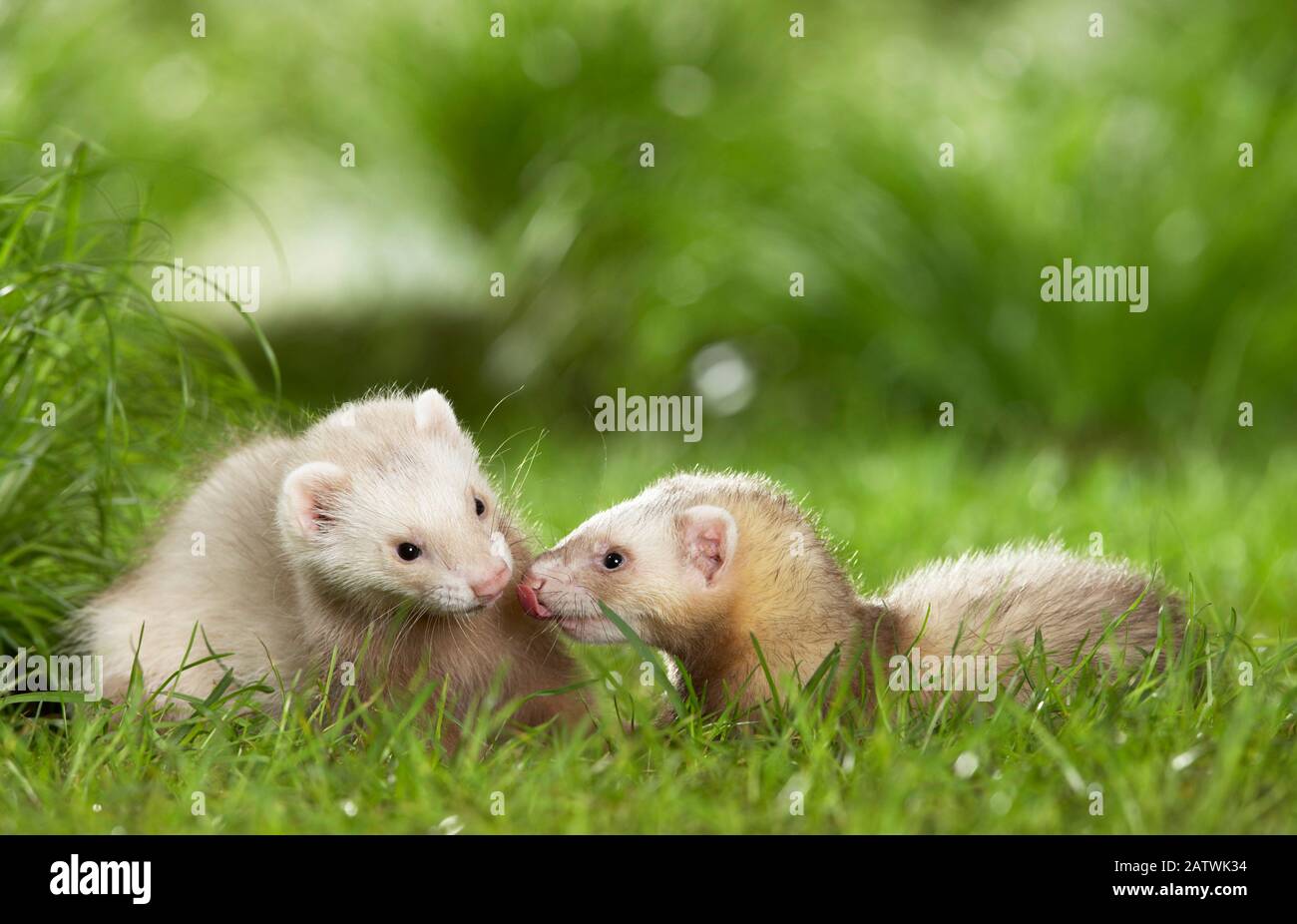 Ferret (Mustela putorius furo). Pair of juveniles in grass, sniffing at ...