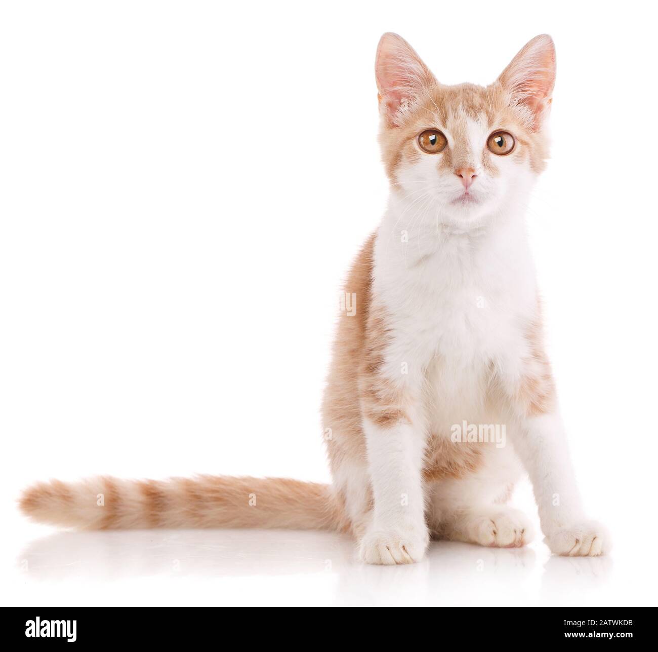 Cute red and white young cat isolated Stock Photo - Alamy