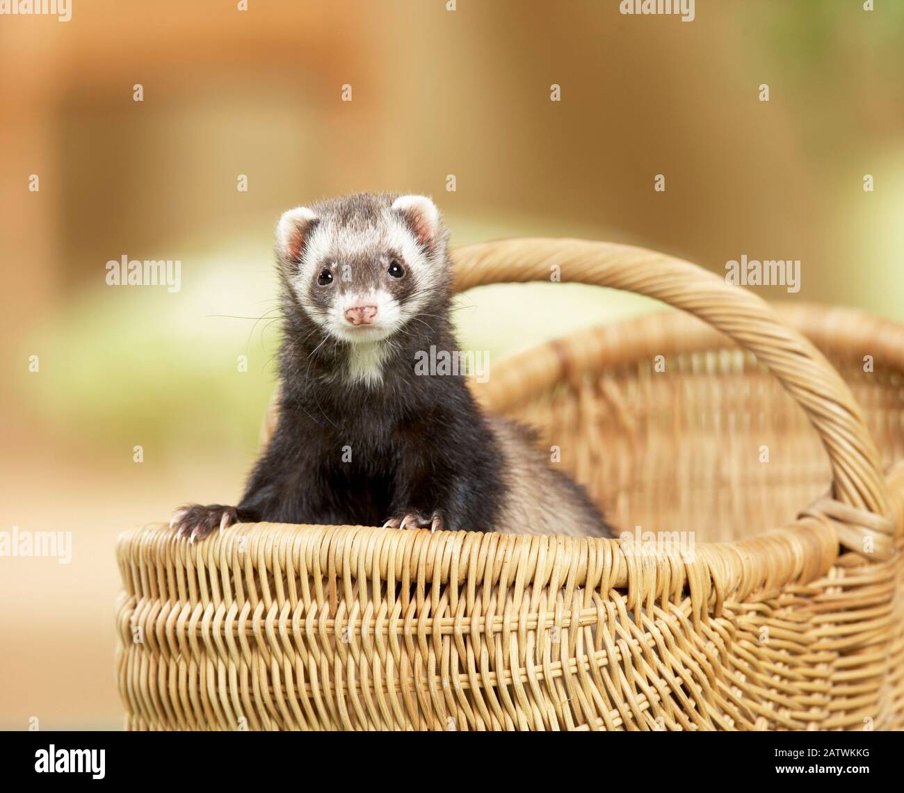 Ferret (Mustela putorius furo). Adult in a wicker basket. Germany Stock ...