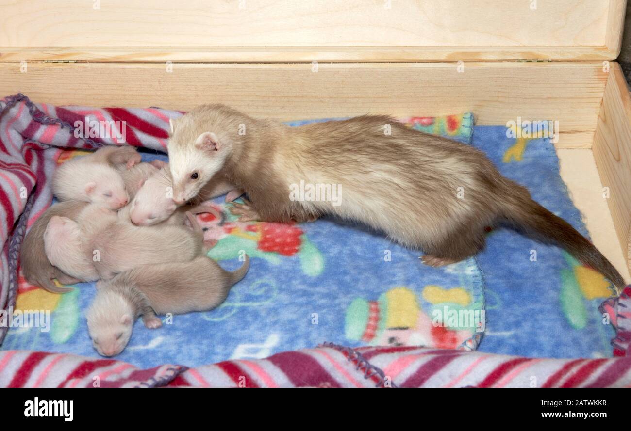 Ferret (Mustela putorius furo). Mother with young (3 weeks old) in ...
