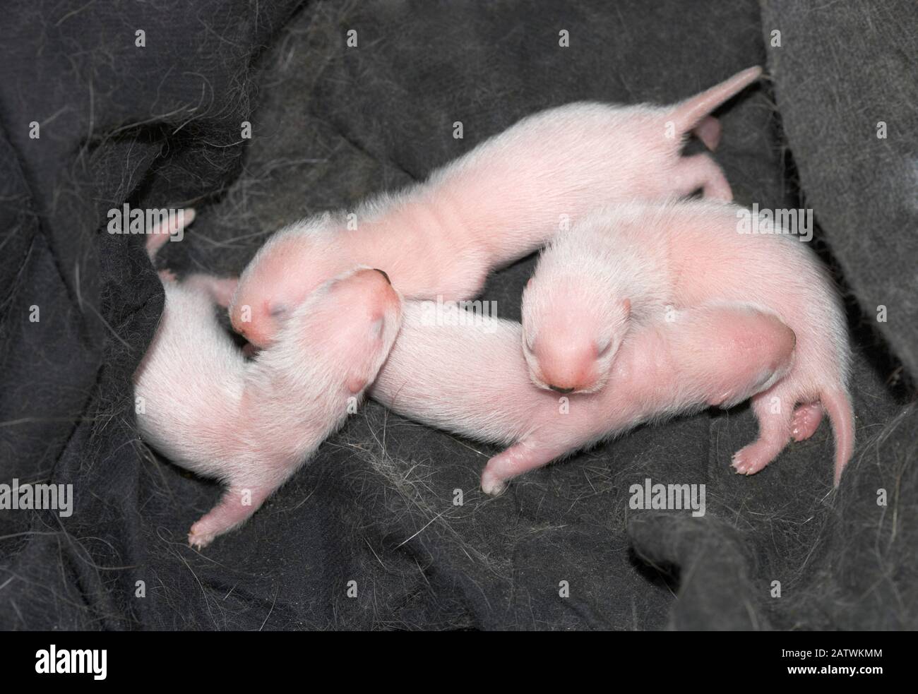 Ferret (Mustela putorius furo). Litter (1 week old) on a blanket ...