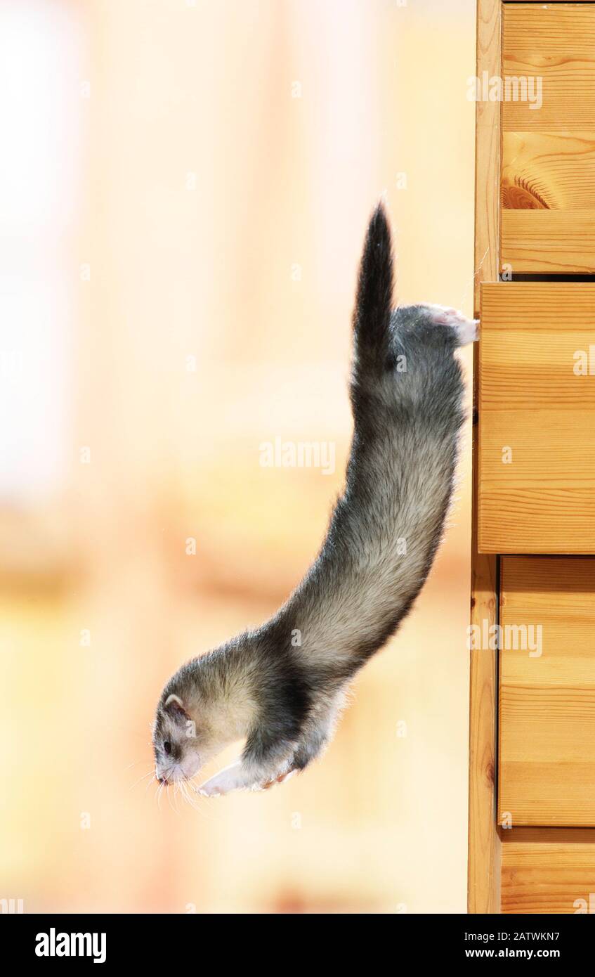 Ferret Jumping