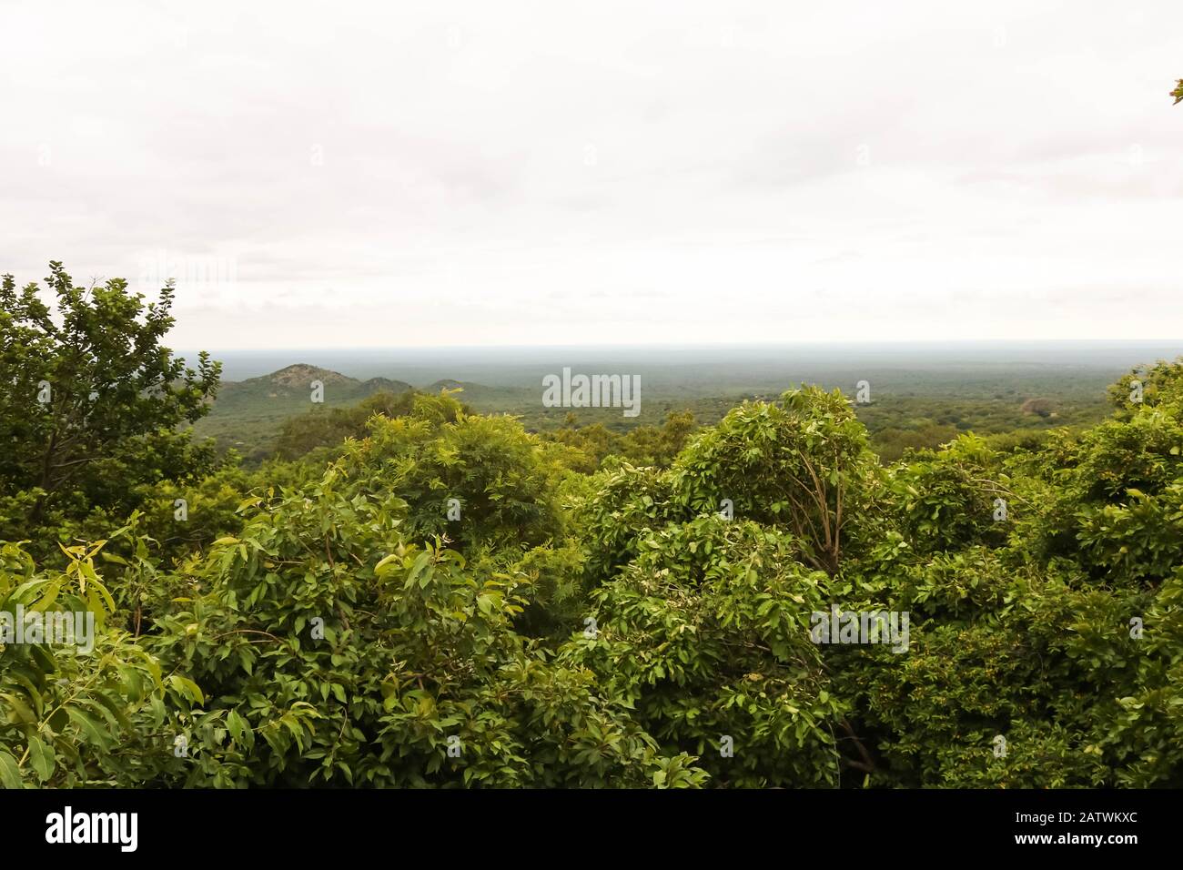 Forest in africa hi-res stock photography and images - Alamy