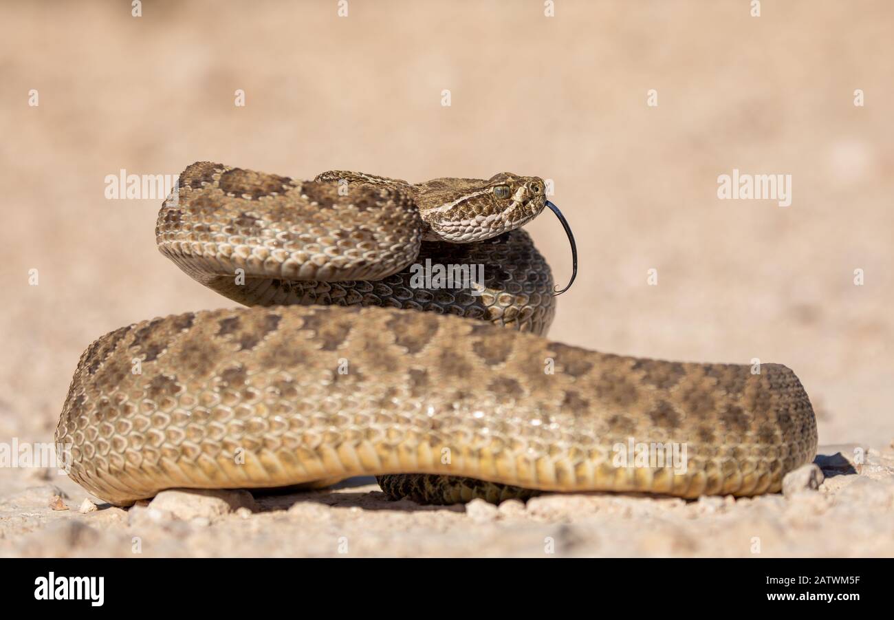 Texas Rattlesnake Curled Up ready to attack if needed Stock Photo - Alamy