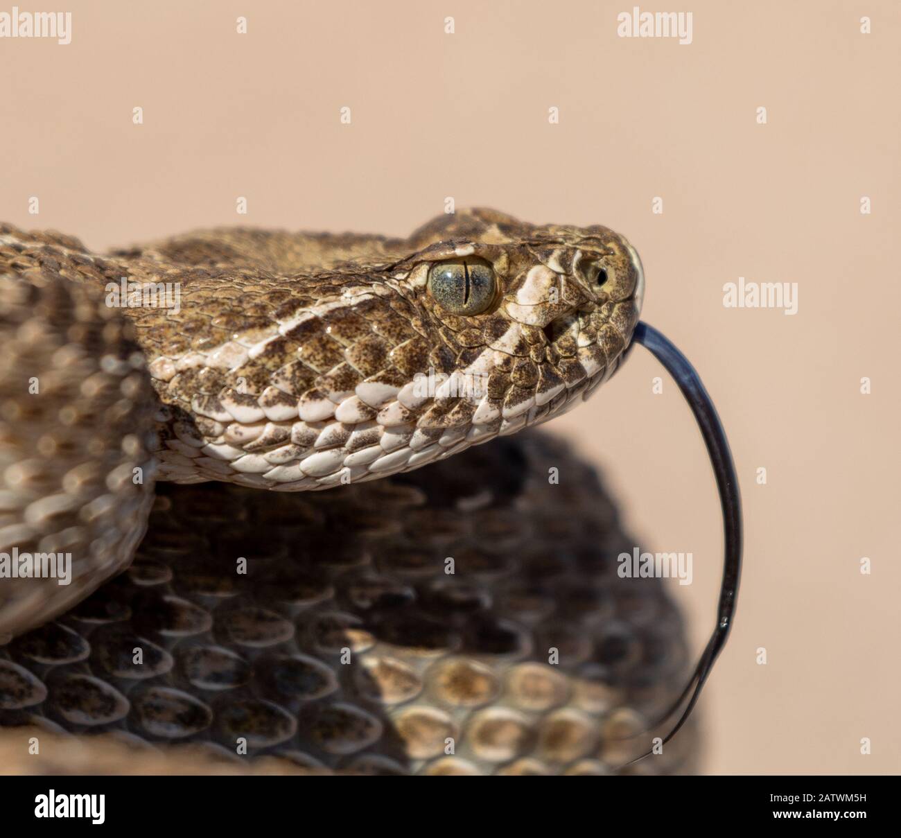 Texas Rattlesnake Curled Up ready to attack if needed Stock Photo - Alamy